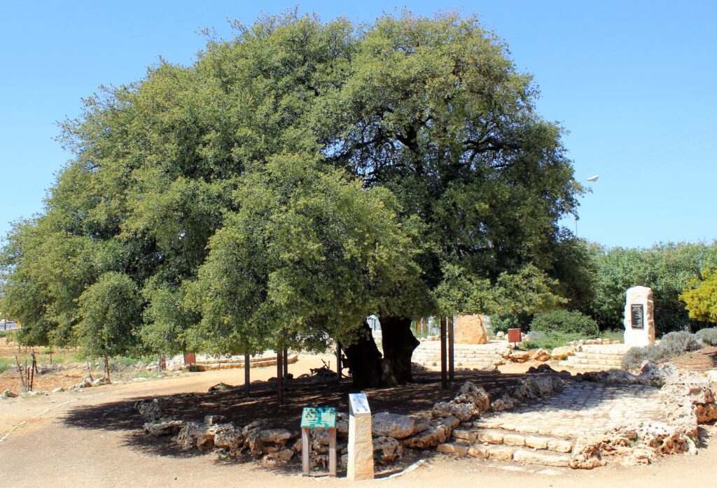 The Gush Etzion Tree: A Symbol of Hope in Israel’s Heartland - CBN Israel