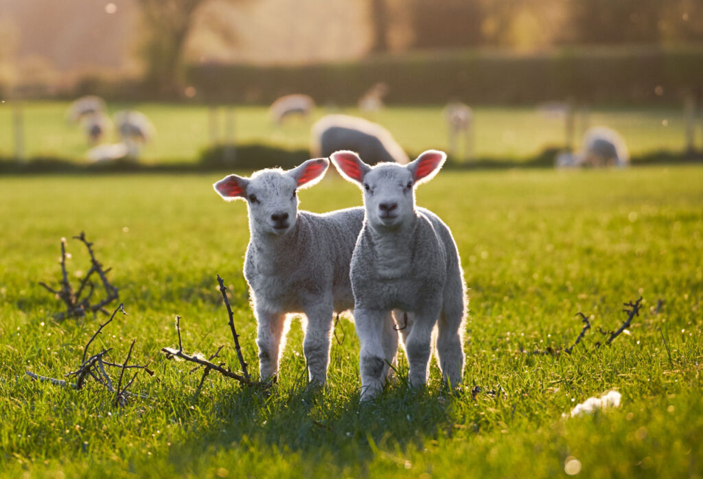 Palm Sunday and the Day of the Lambs - CBN Israel