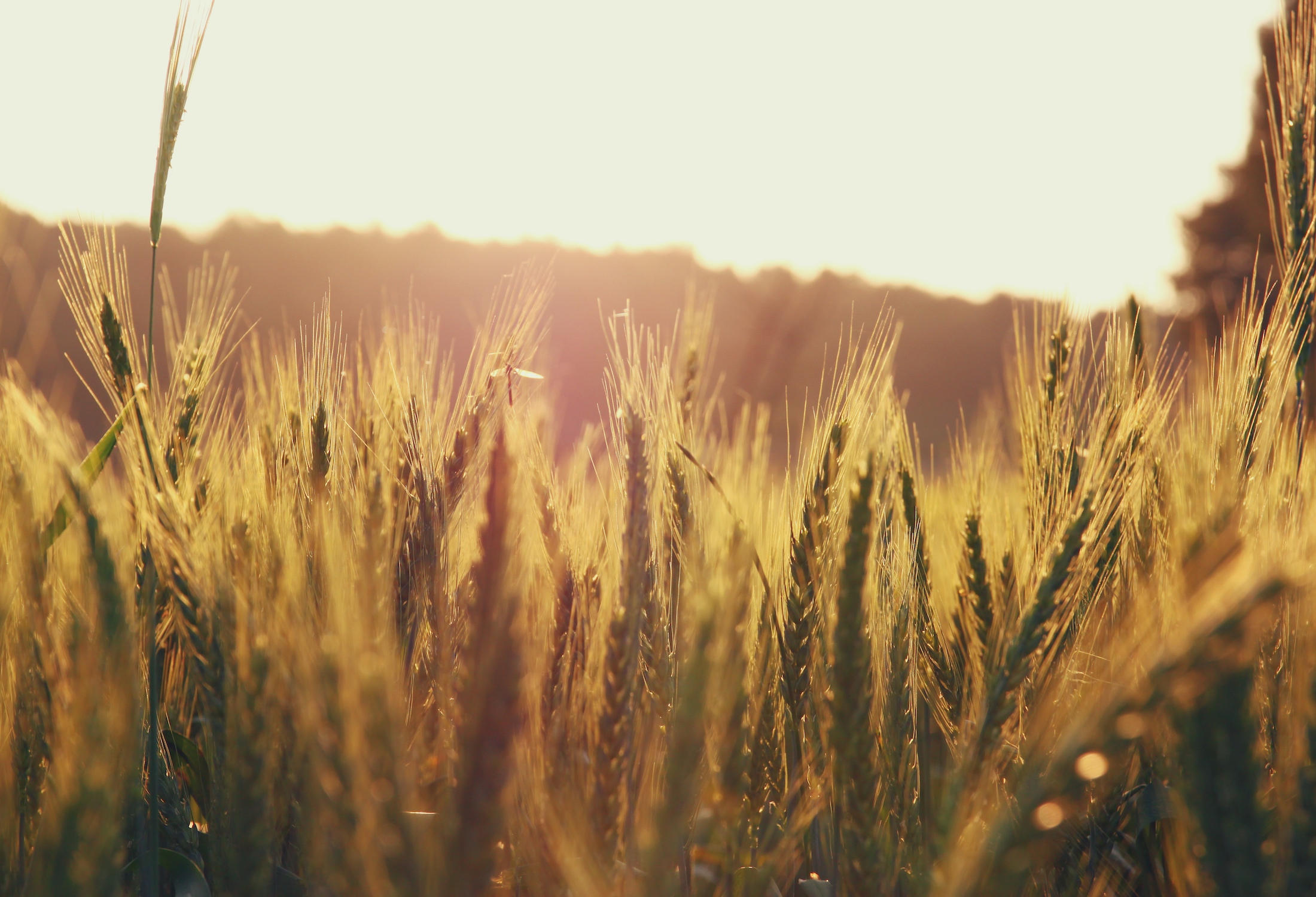 Weekly Devotional: First Fruits - CBN Israel