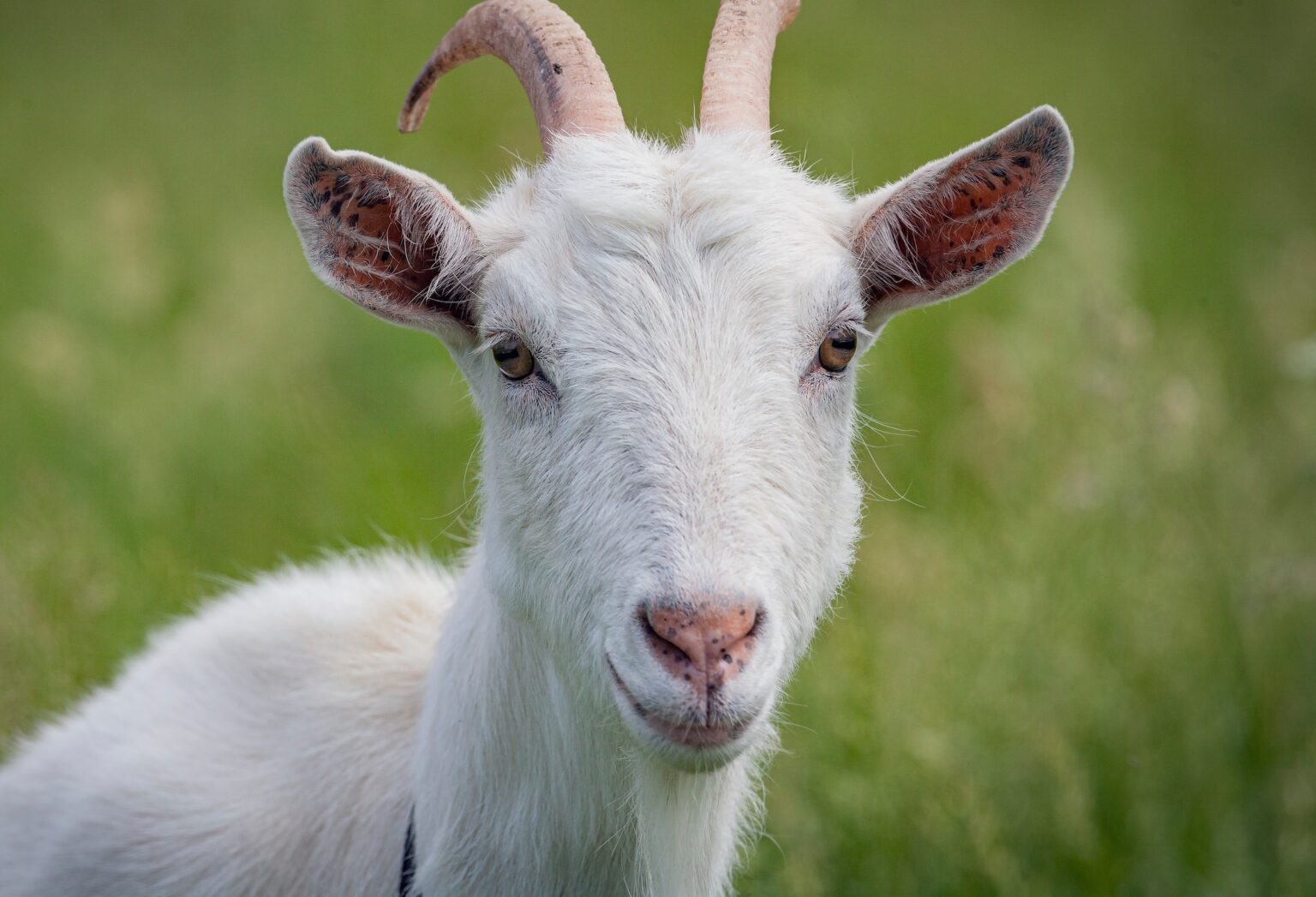 Israel, The World’s Scapegoat on Yom Kippur 2025 - CBN Israel