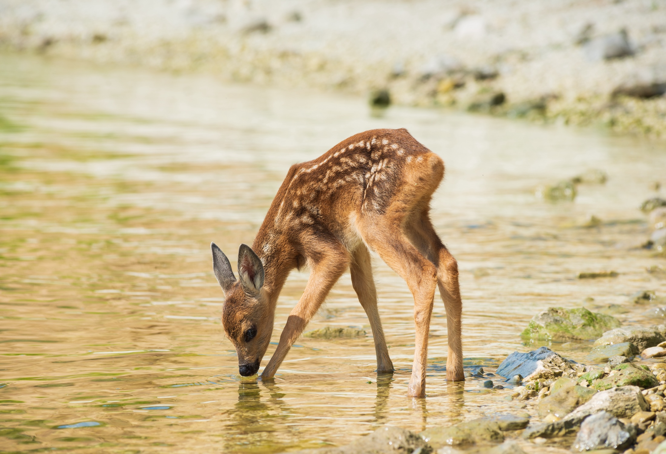 Weekly Devotional: Longing for the Living God - CBN Israel
